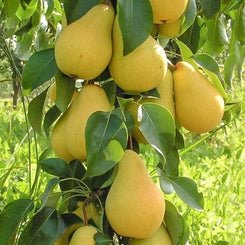 Par Daciana – Elite Garden Center